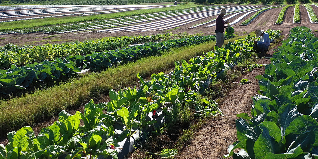 Digital Coordination for Resilient Fresh Food Production - Domestic ...